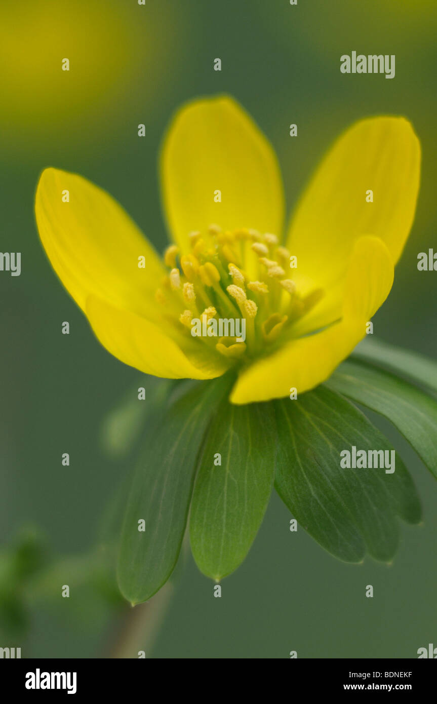 Winter Aconite (Eranthis hyemalis, Eranthis hiemalis), flower Stock ...