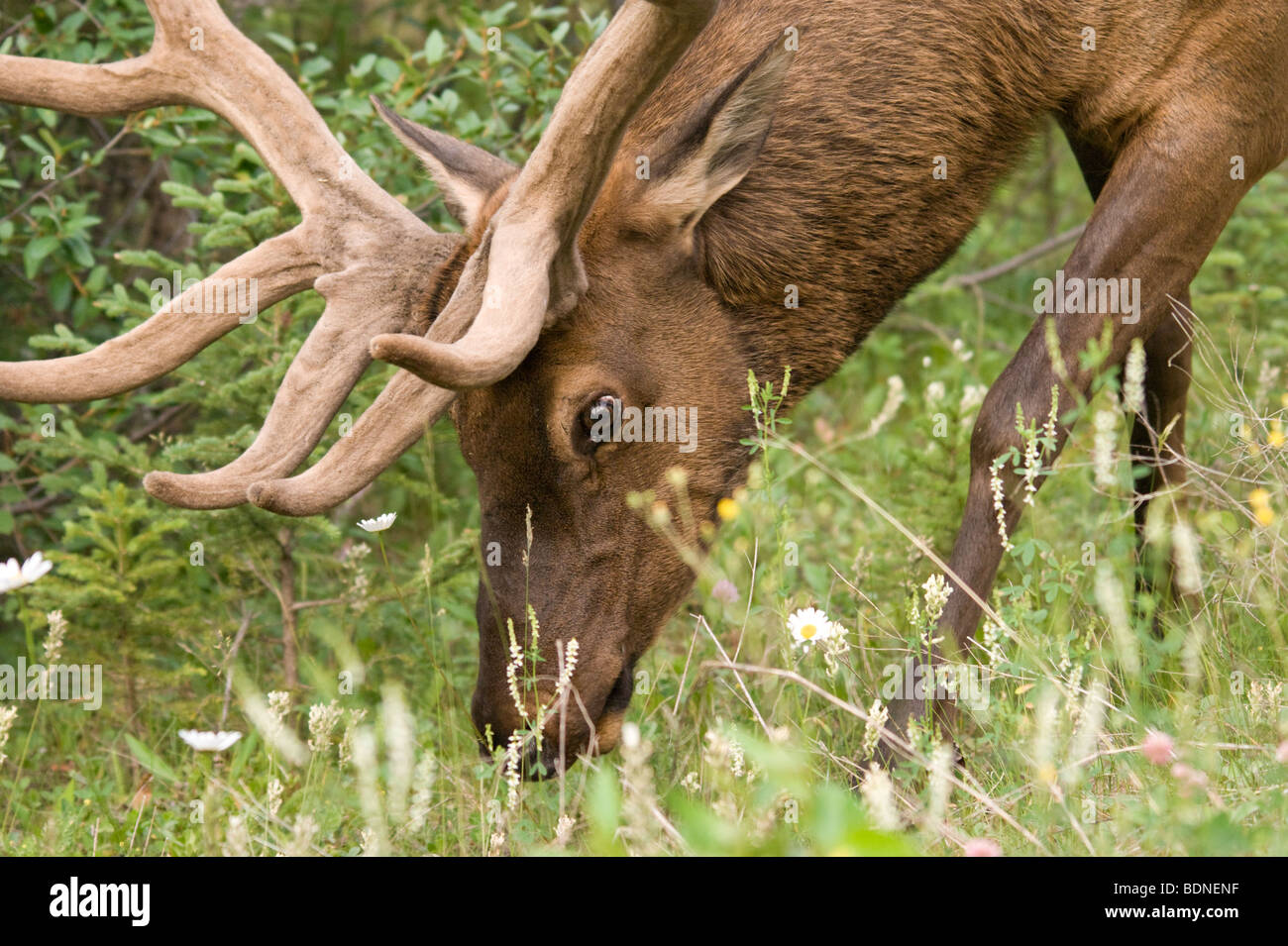 Elk Whistler Teeth Location