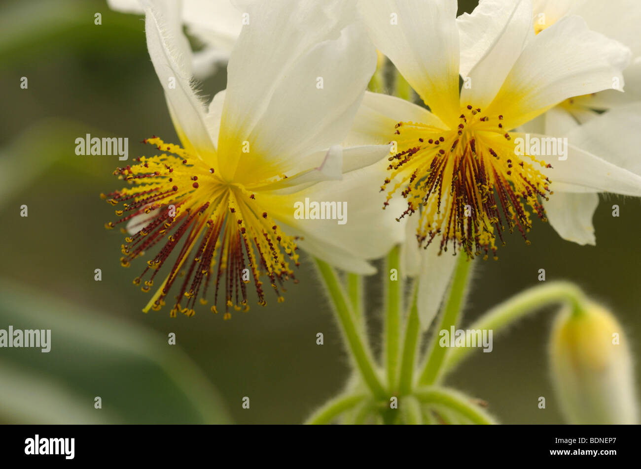 African Hemp (Sparrmannia africana), close-up of flowers Stock Photo ...