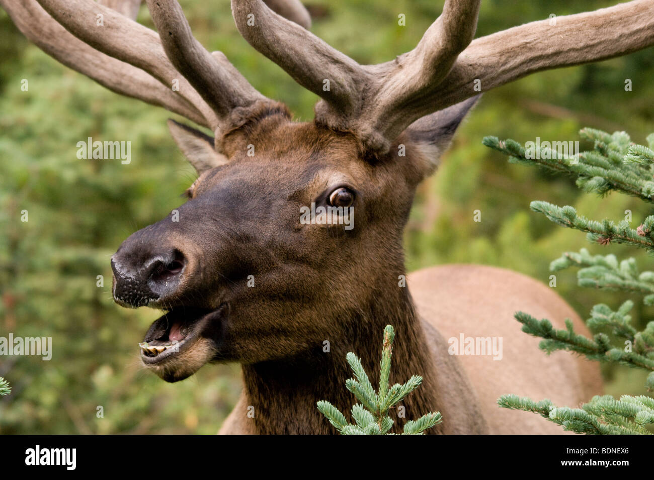 Funny Elk Pictures