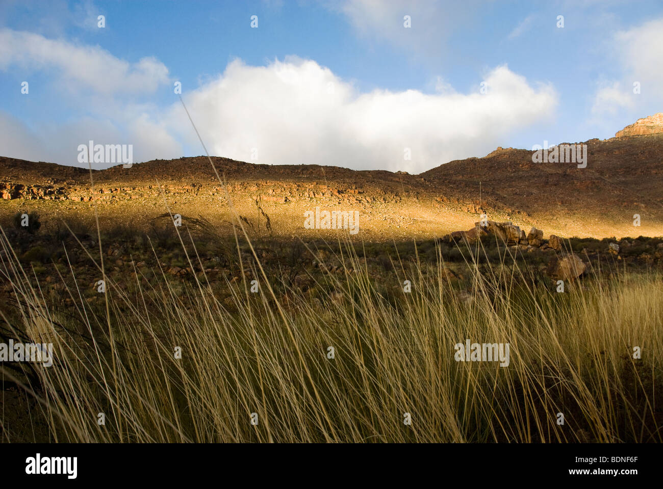 Long grass in morning sunlight, Krom River, Cederberg Mountains ...