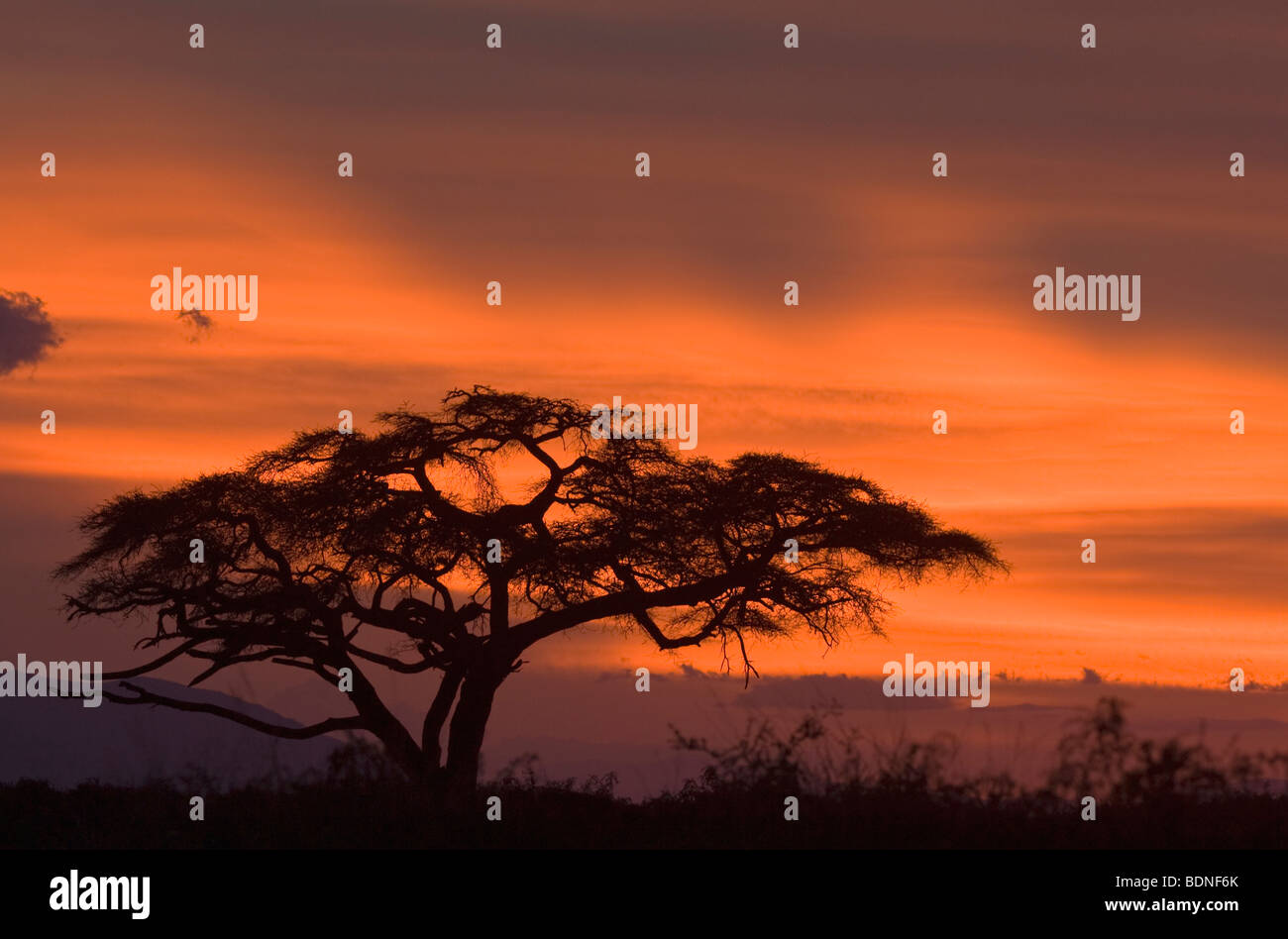 Silhouette of Camelthorn Acacia tree at sunset, Amboseli National Park ...