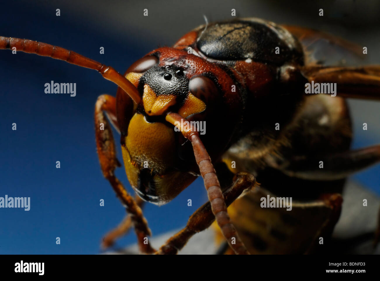 Wasp eye hi-res stock photography and images - Alamy