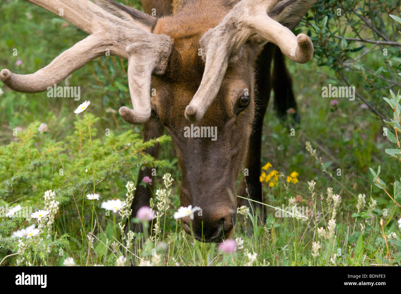 Young male elk grazing on grasses and flowers Stock Photo - Alamy