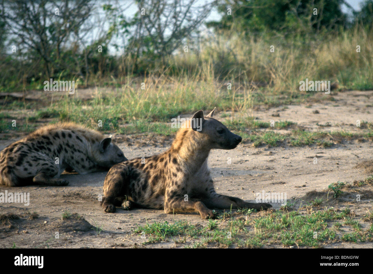 Iene hi-res stock photography and images - Alamy