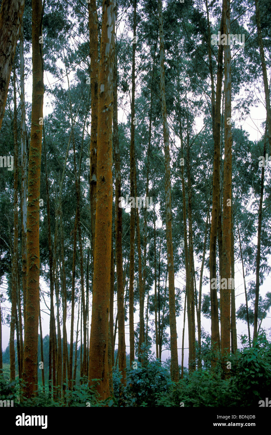 kenya, tsavo national park Stock Photo - Alamy