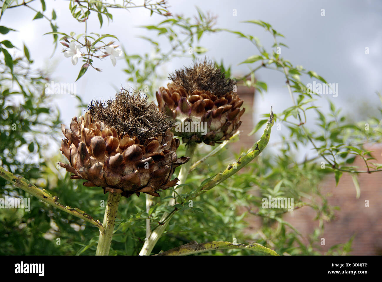 Cynara botanical hi-res stock photography and images - Alamy