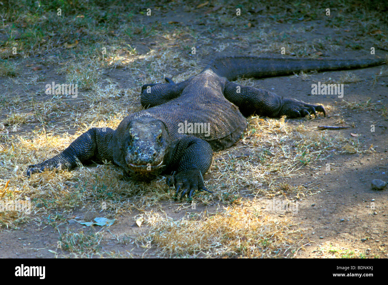 Komodo dragon habitats hi-res stock photography and images - Alamy