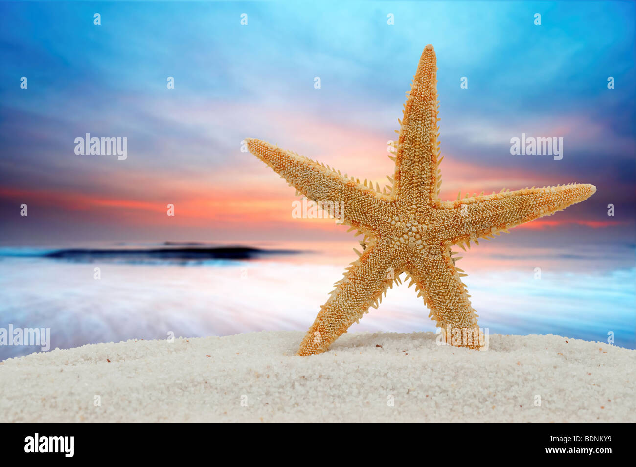 Starfish on the beach with sunset Stock Photo - Alamy