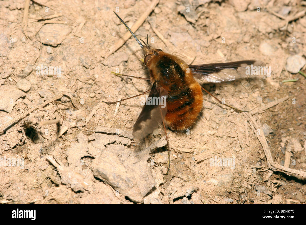 Uk british flies diptera insect insects hi-res stock photography and ...