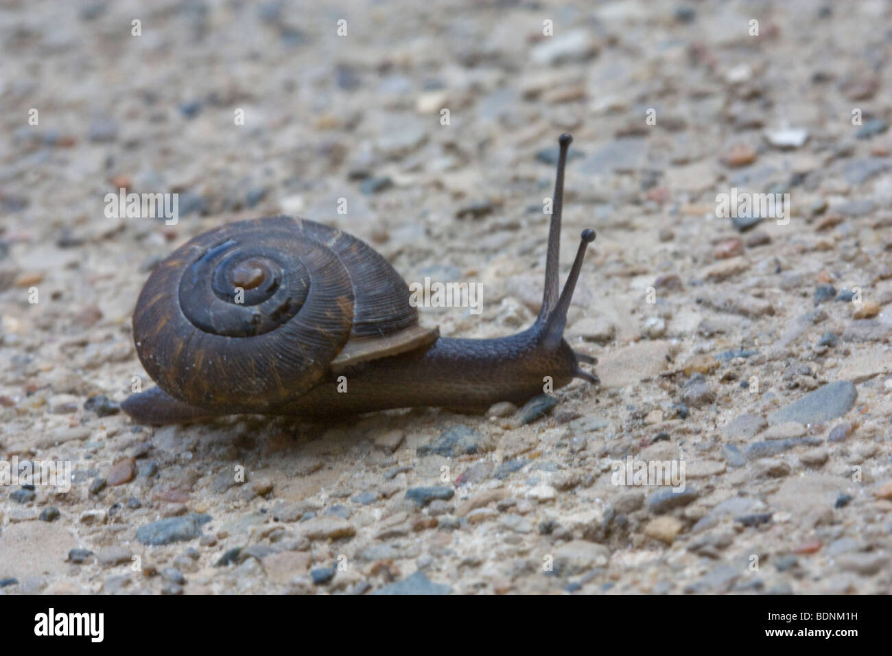 How snail walk hi-res stock photography and images - Alamy