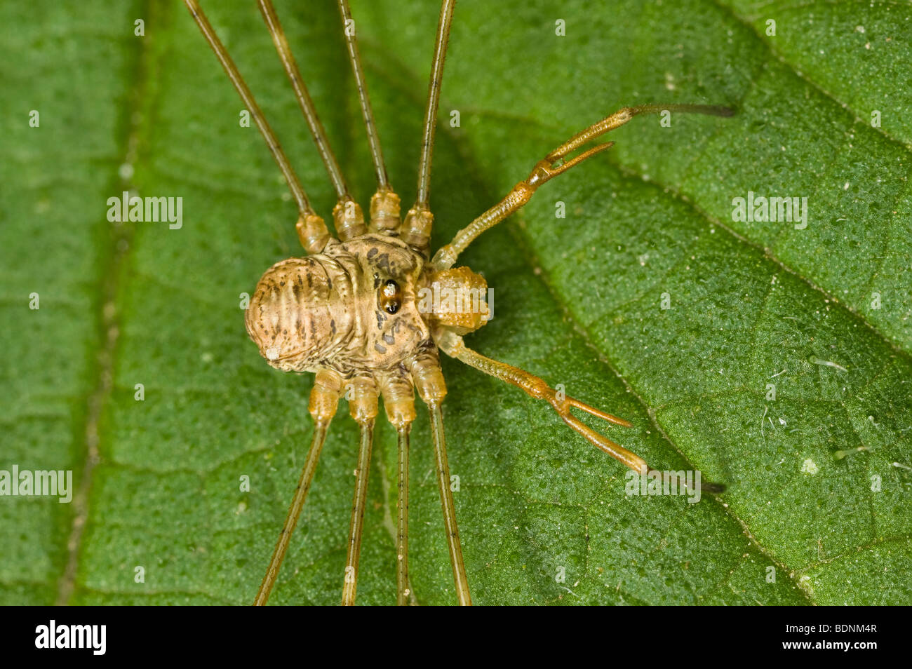 Dicranopalpus ramosus hi-res stock photography and images - Alamy