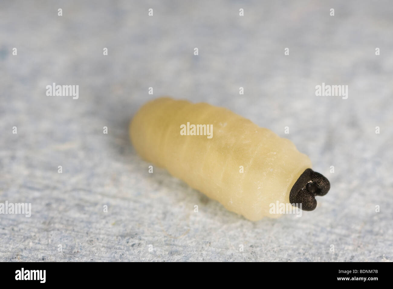 Fully developed 3rd instar larva of a Savannah Tsetse Fly (Glossina ...