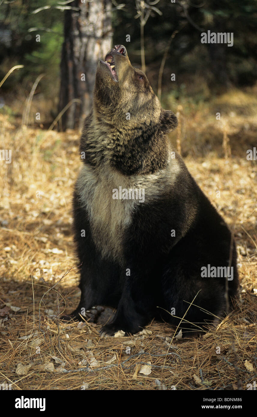 Grizzly bear roaring Stock Photo - Alamy