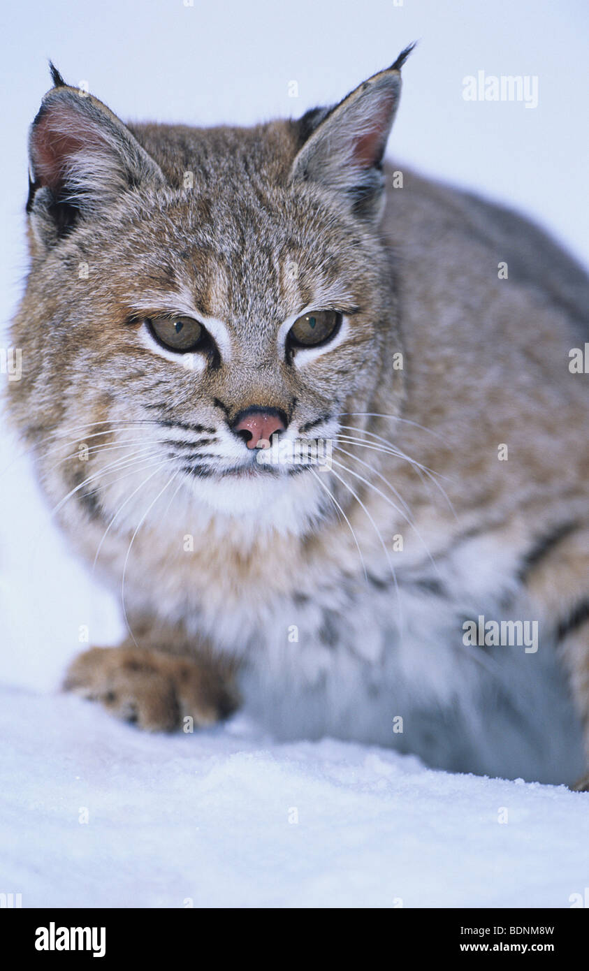 Wild cat in snow Stock Photo - Alamy