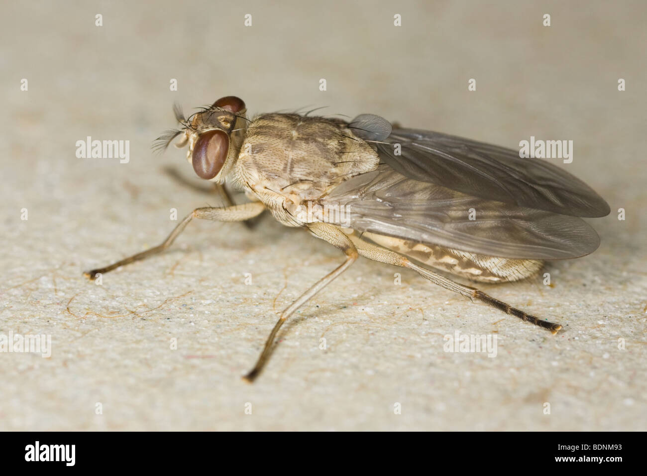 Tsetse Fly High Resolution Stock Photography and Images - Alamy