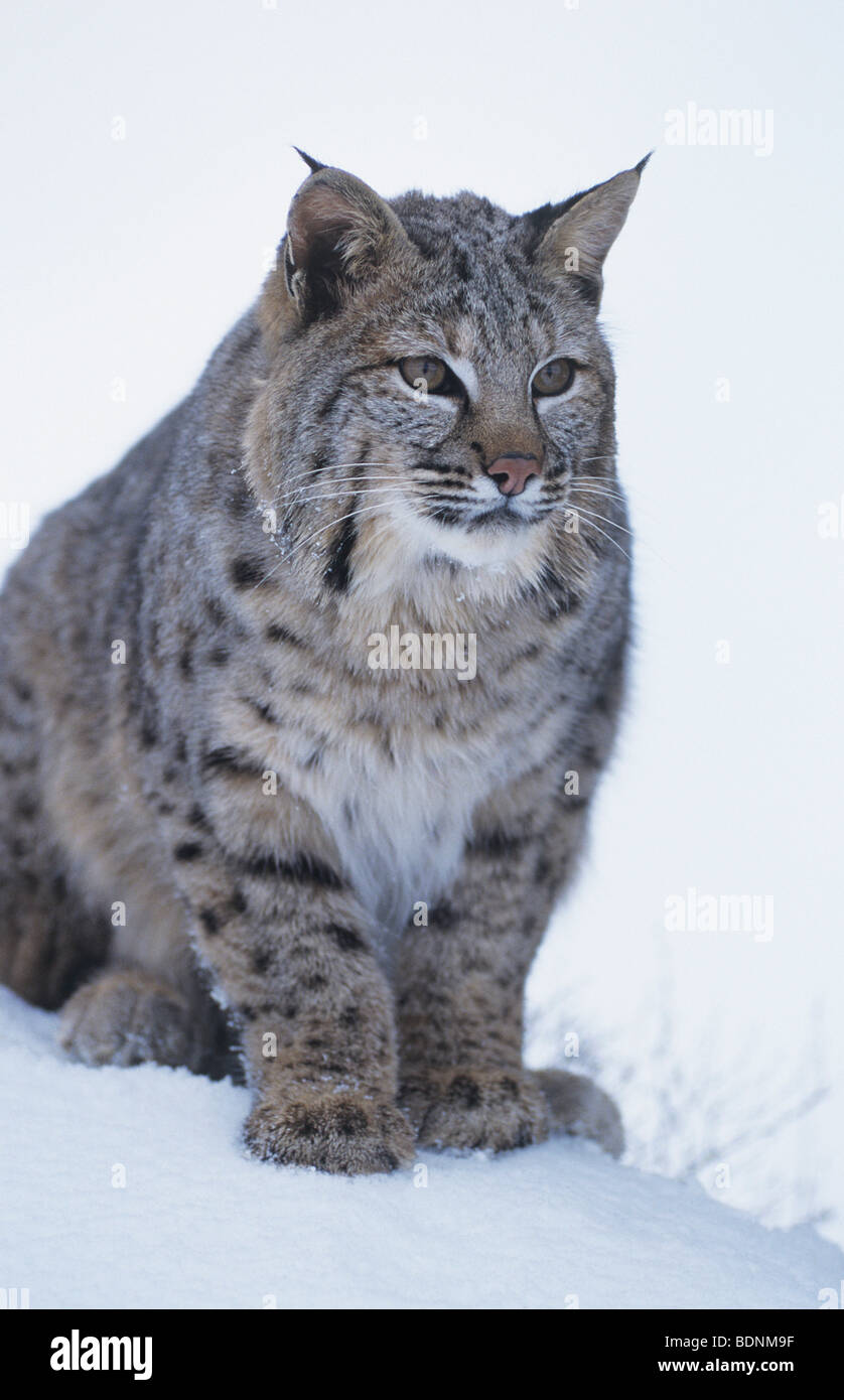 Wild cat sitting in snow Stock Photo - Alamy