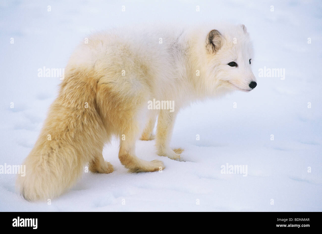 Arctic Fox in snow Stock Photo - Alamy