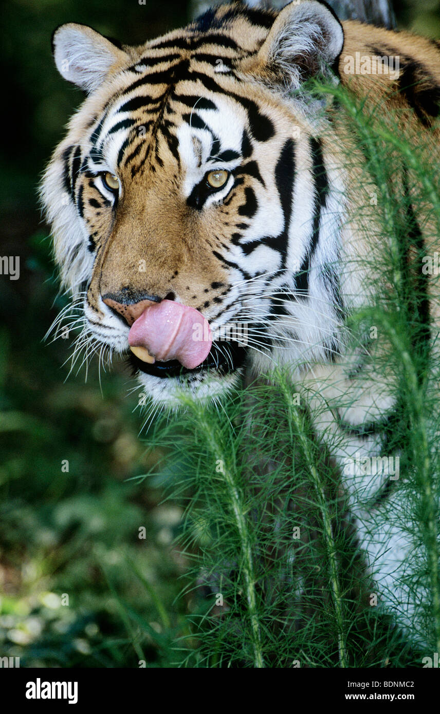 Tiger licking lips in grass Stock Photo - Alamy