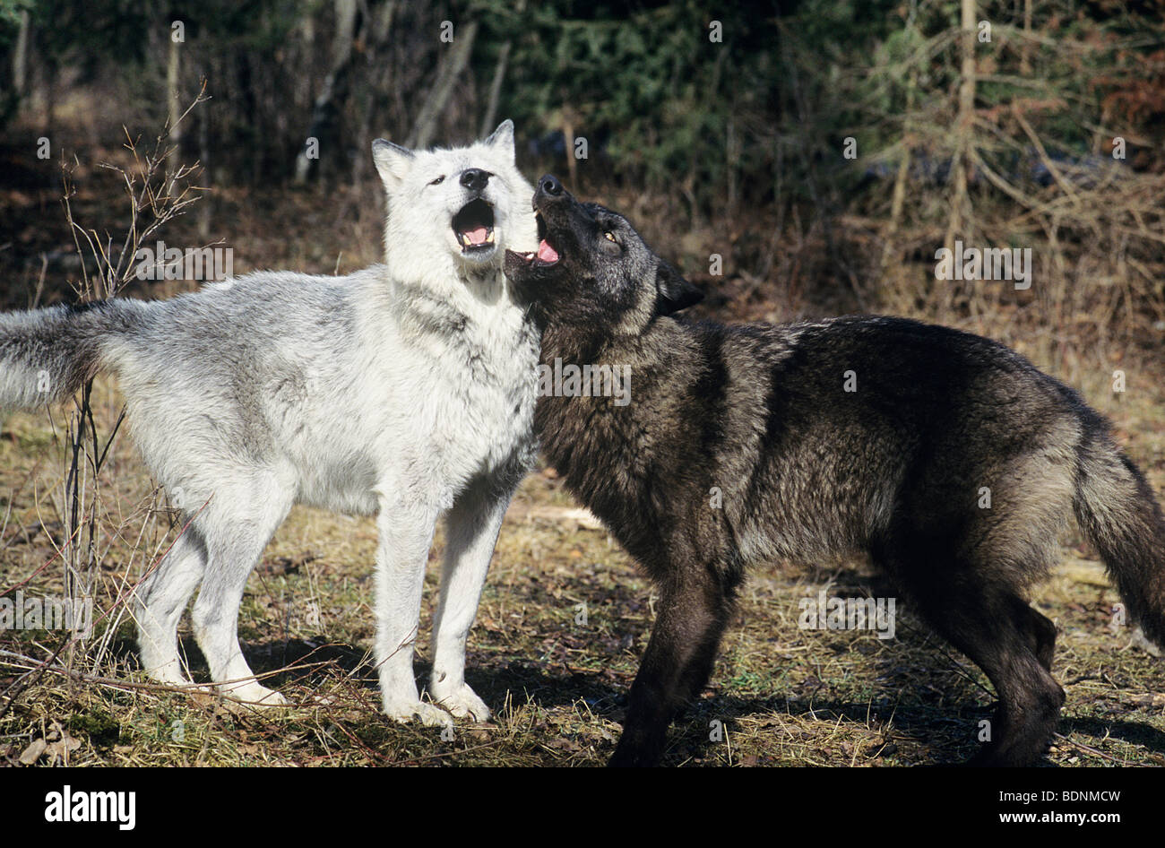 Two wolves playing near forest Stock Photo - Alamy