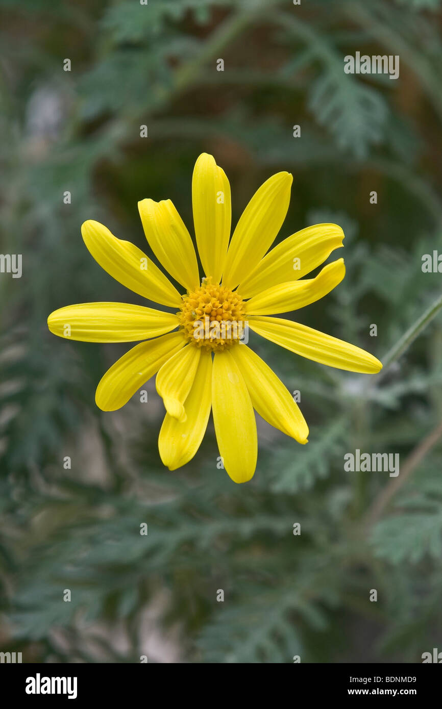 Yellow bush daisy (Euryops pectinatus Stock Photo - Alamy