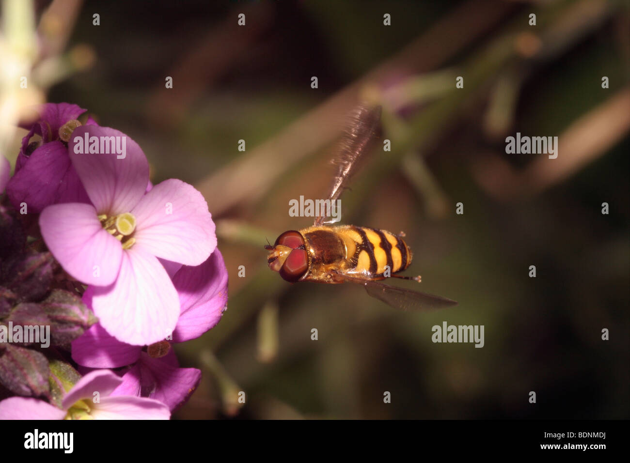 Meadow icon hover fly (Metasyrphus latifasciatus : Syrphidae), male ...