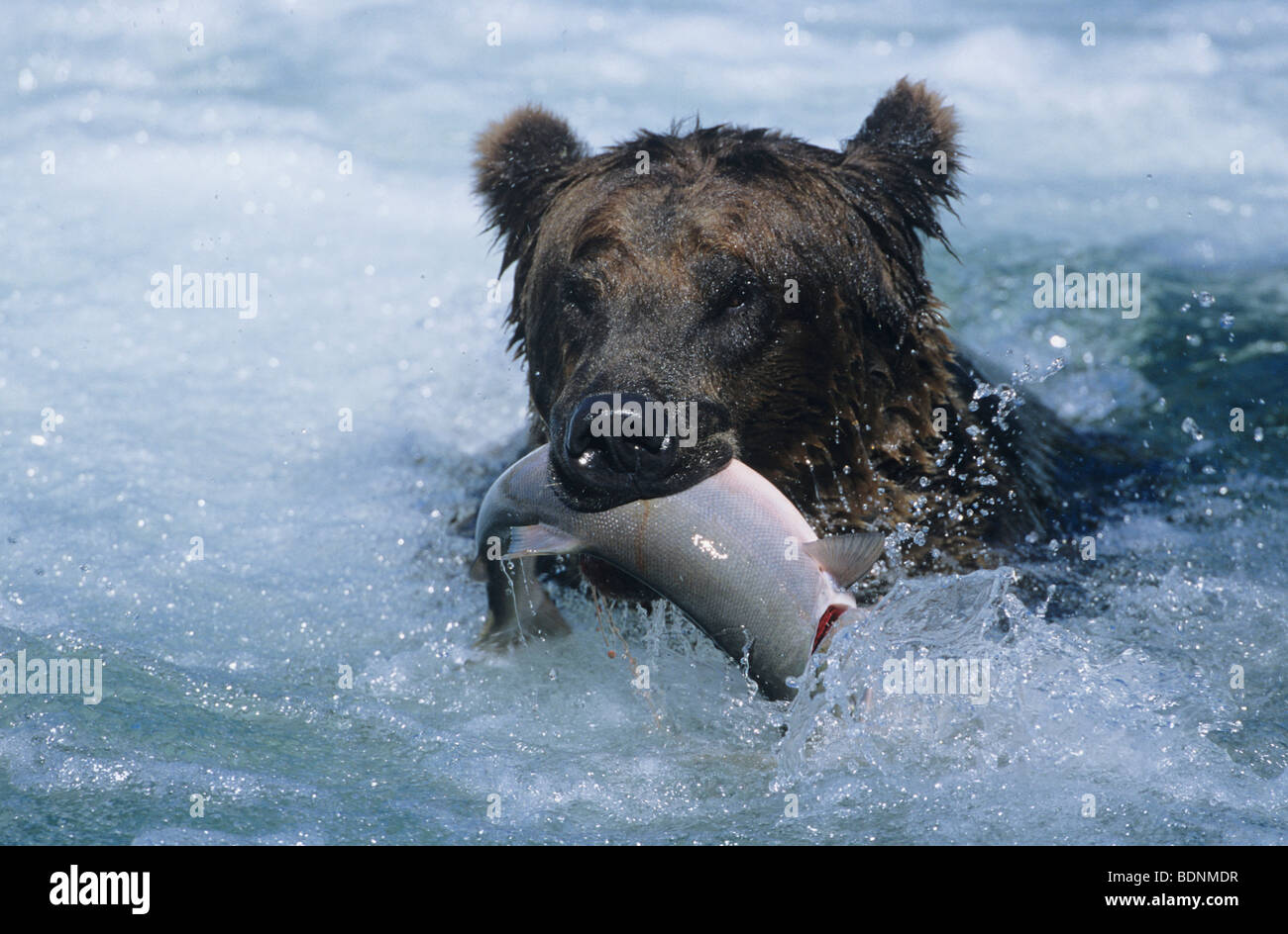 Grizzly bear swimming with fish in mouth Stock Photo - Alamy