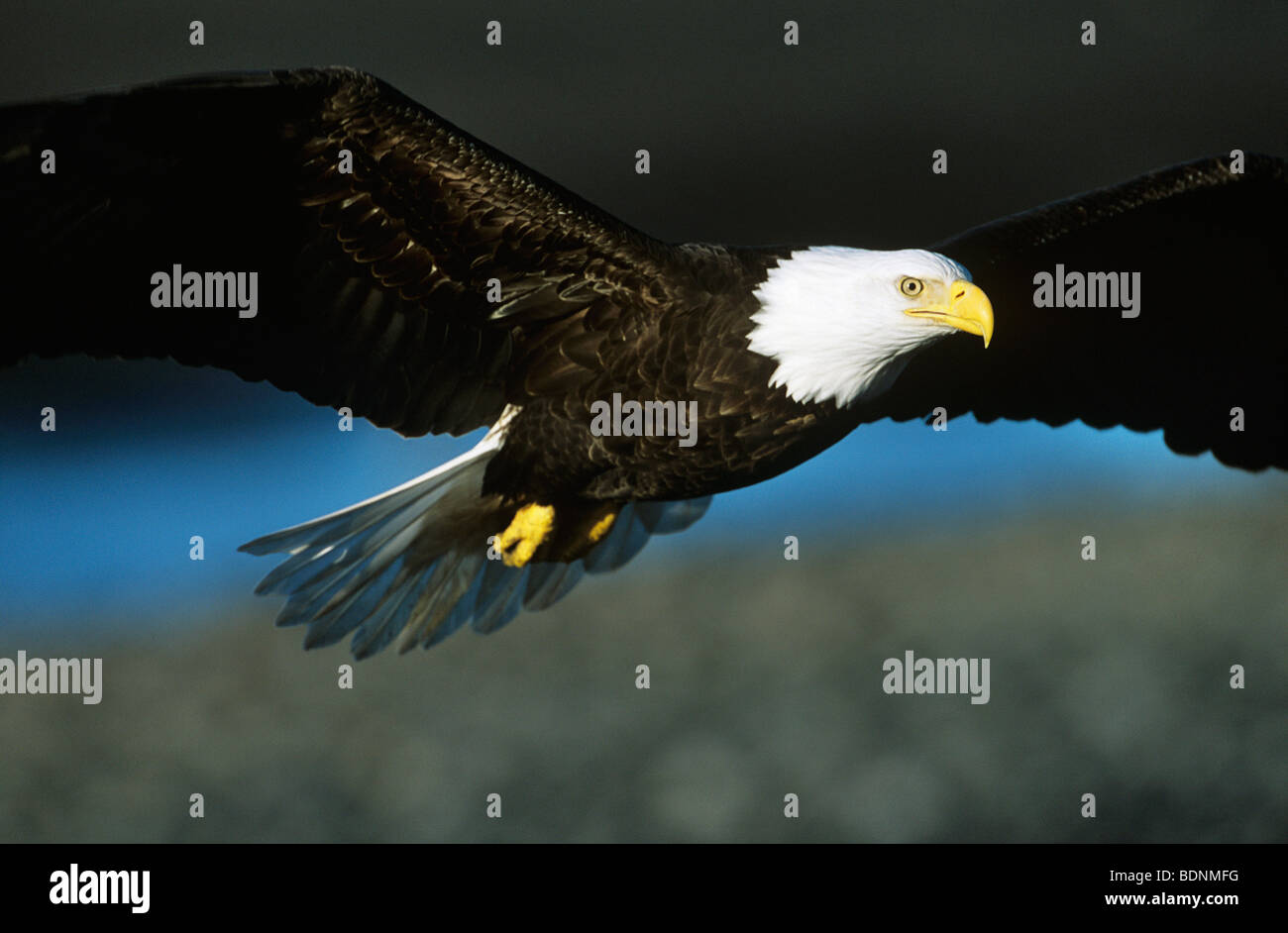 Bald Eagle in flight Stock Photo - Alamy