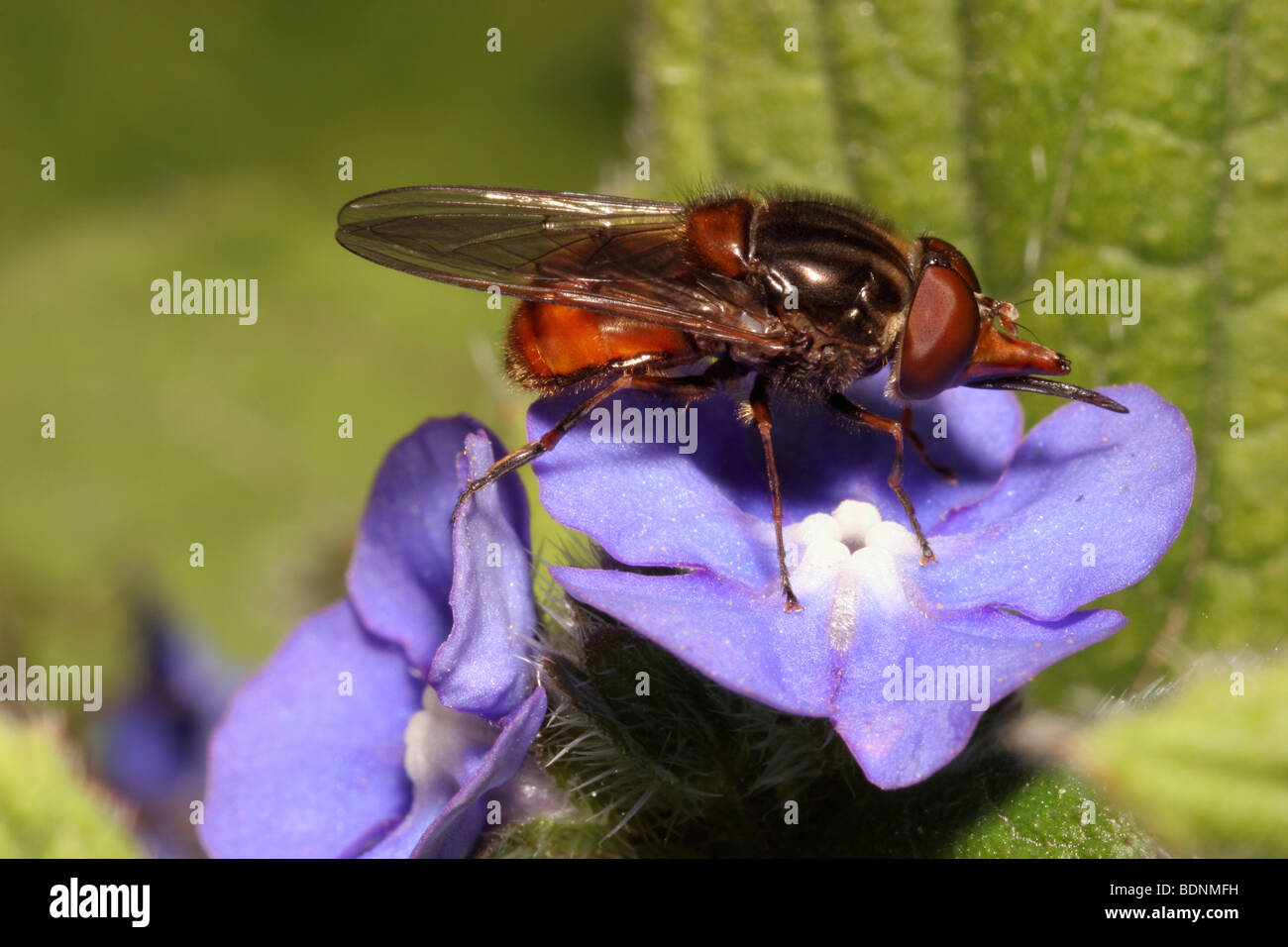 Black-rimmed snout hover fly (Rhingia campestris : Syrphidae) on green ...