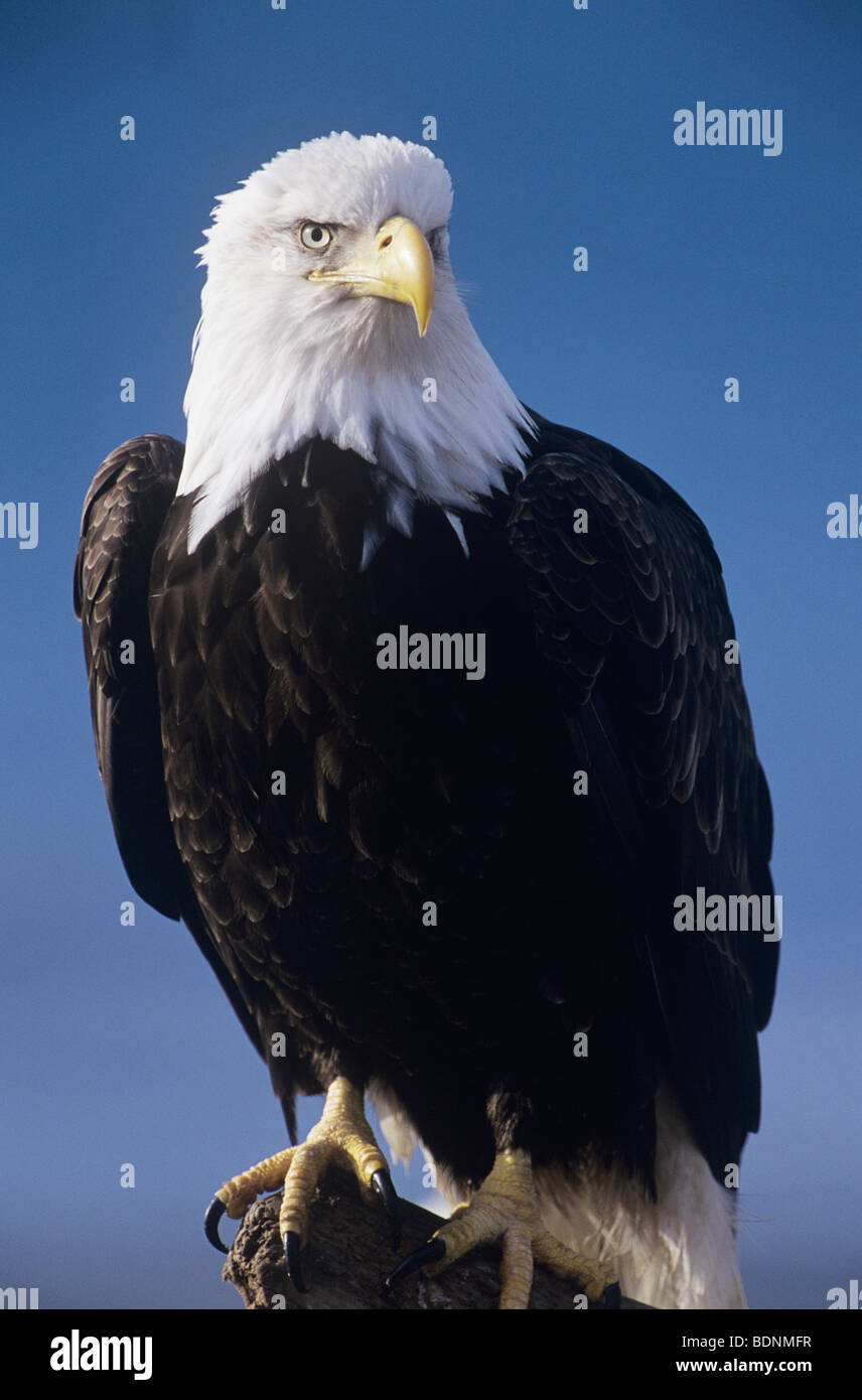 Alert Bald Eagle Stock Photo - Alamy