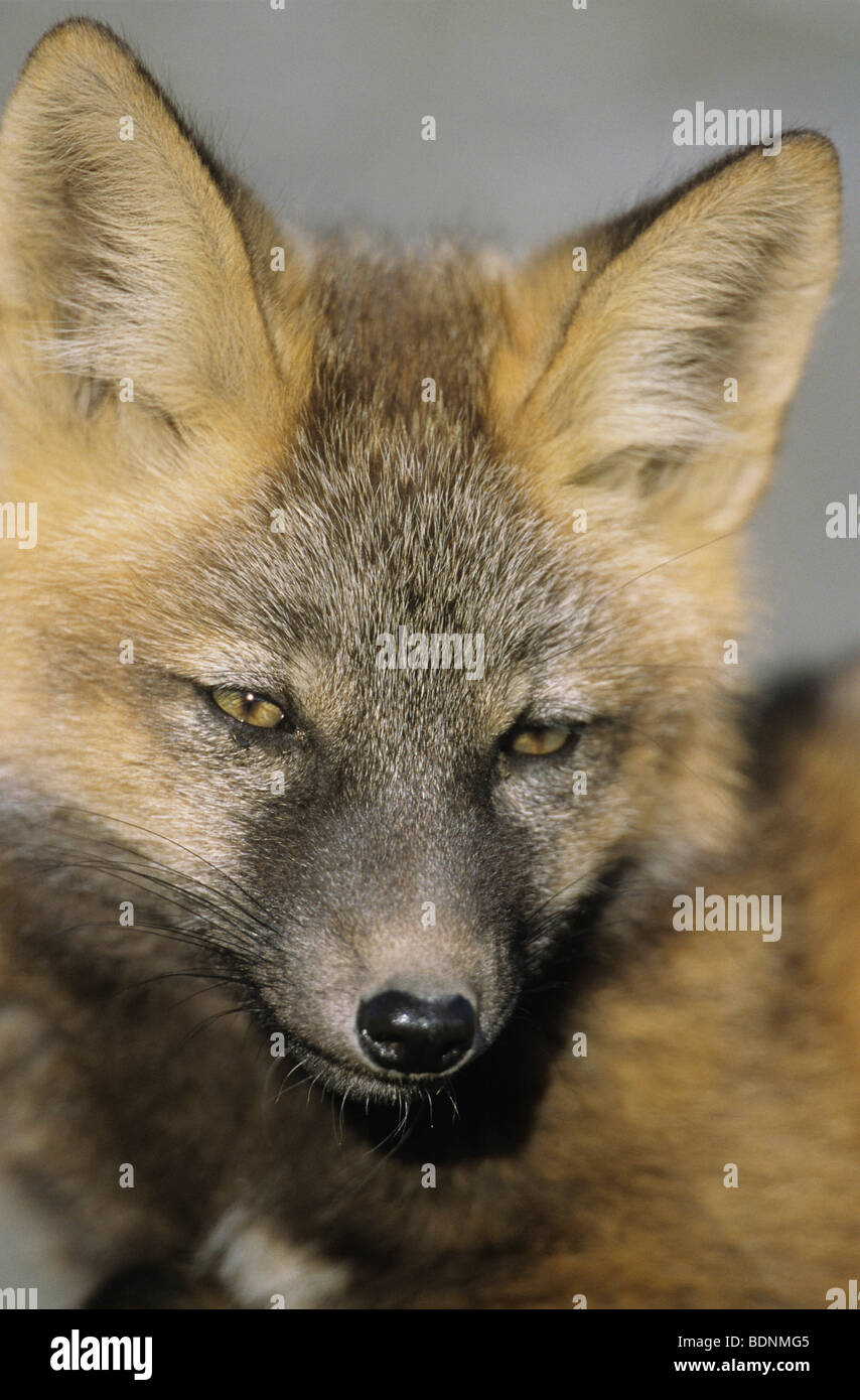 Fox, close-up of head Stock Photo - Alamy
