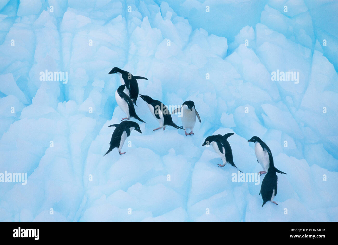 Ice climbing antarctic hi-res stock photography and images - Alamy