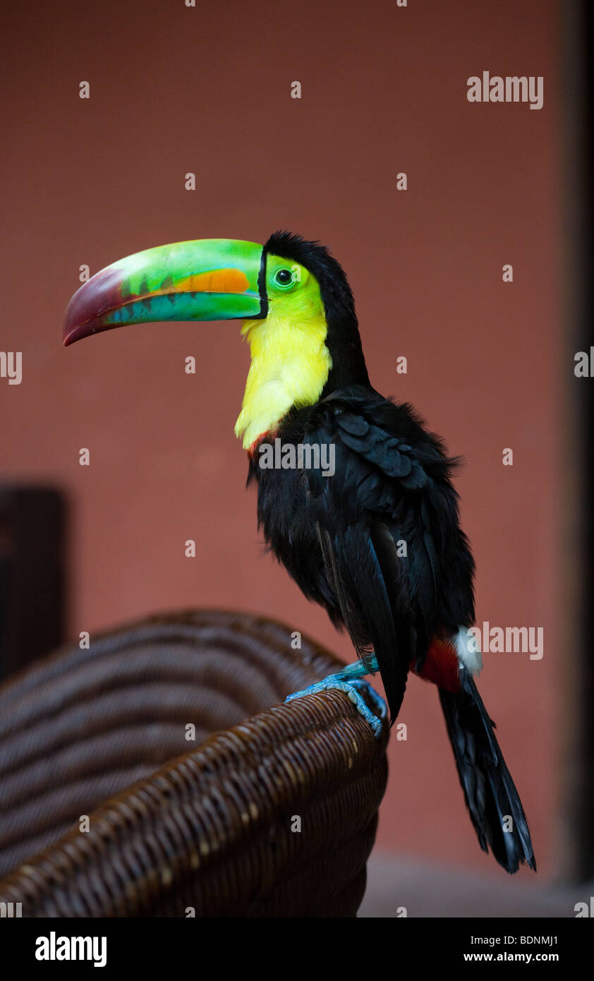 Portrait of a young toucan standing sideways, Cartagena de Indias ...
