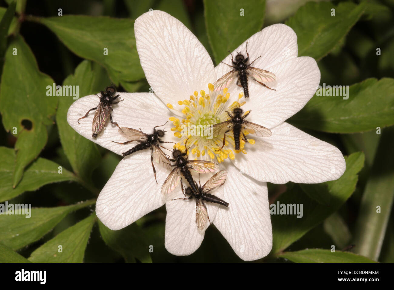 Uk british flies diptera insect insects hi-res stock photography and ...