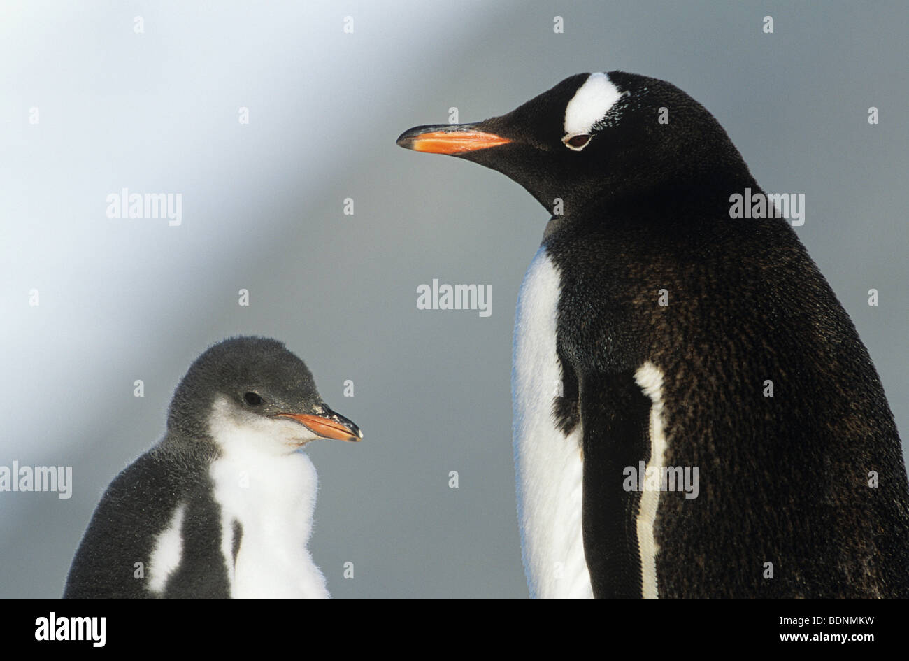 Juvenile Penguin with mother Stock Photo - Alamy