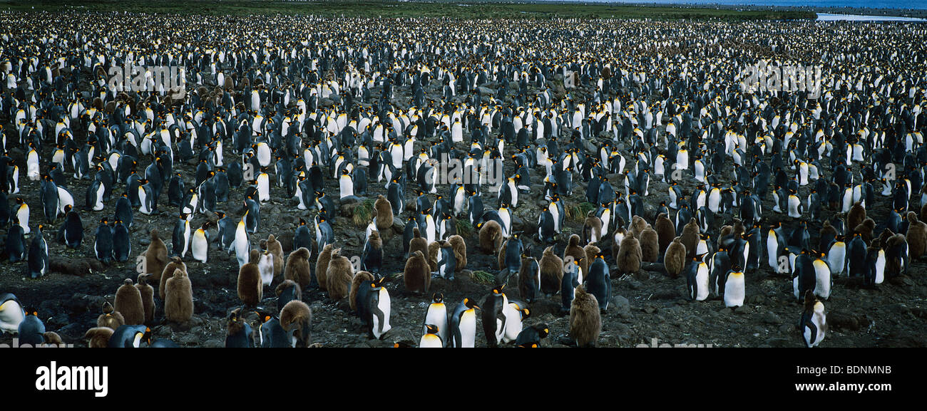 Colony of emperor penguins hi-res stock photography and images - Alamy