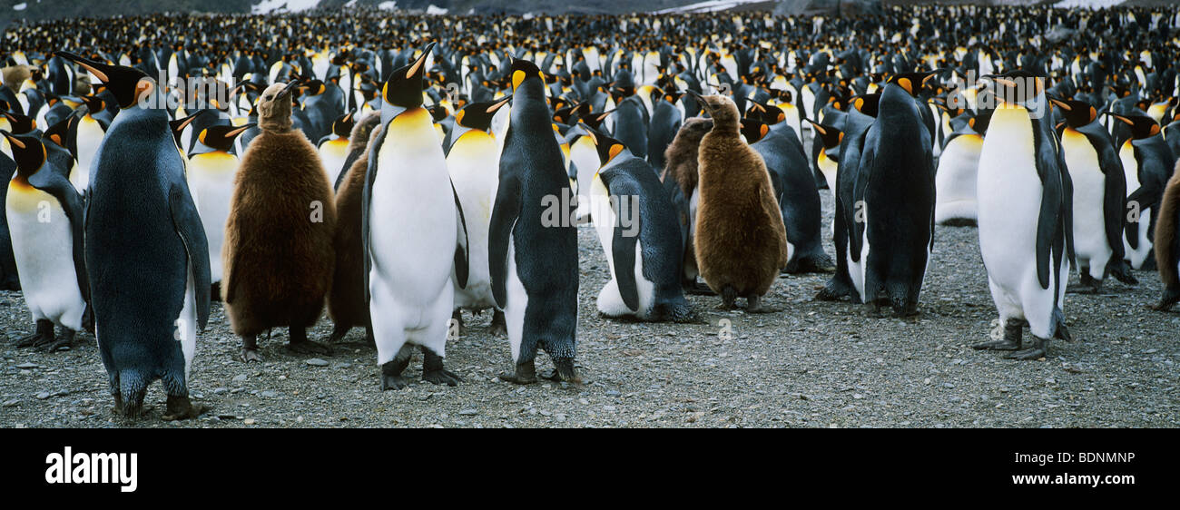 Colony of emperor penguins hi-res stock photography and images - Alamy
