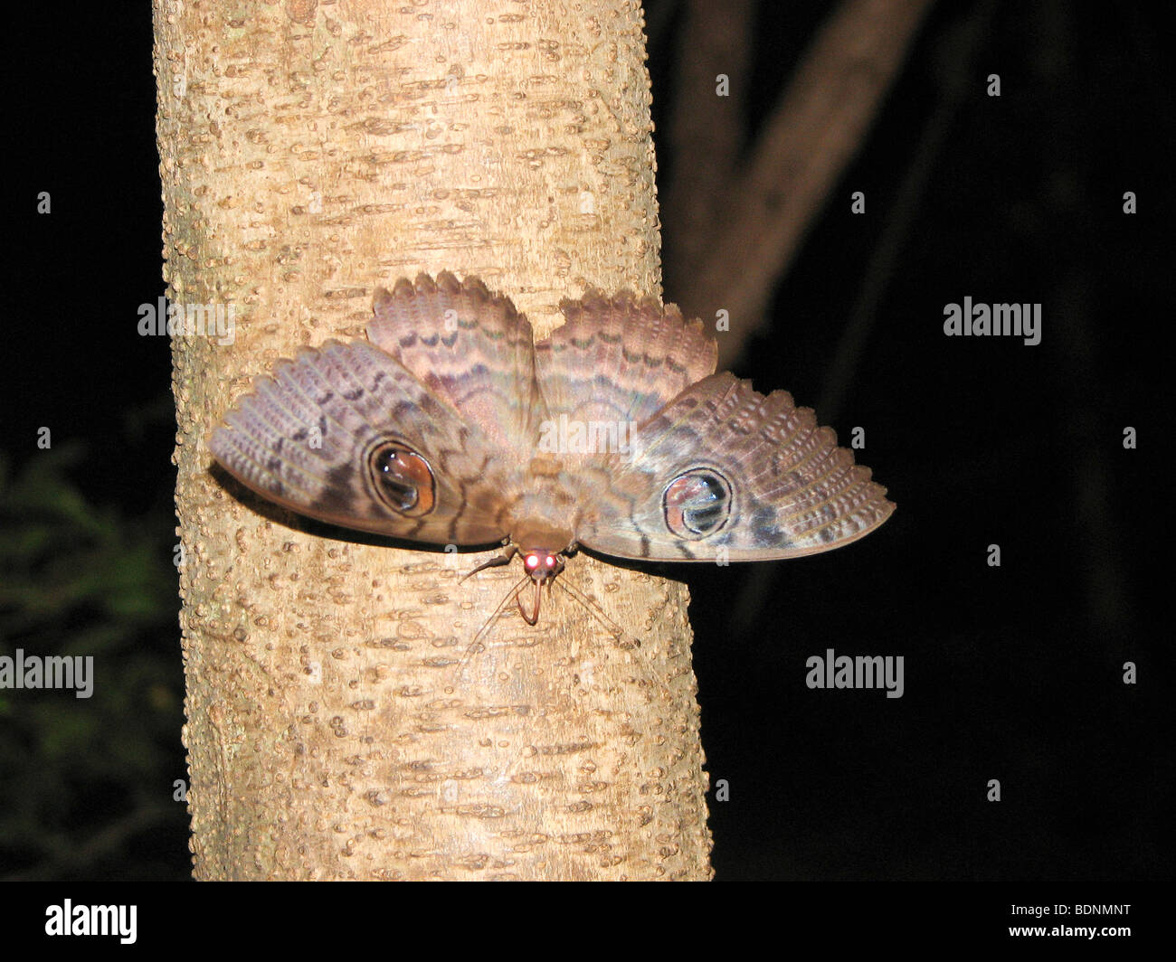 Africa moth hi-res stock photography and images - Alamy