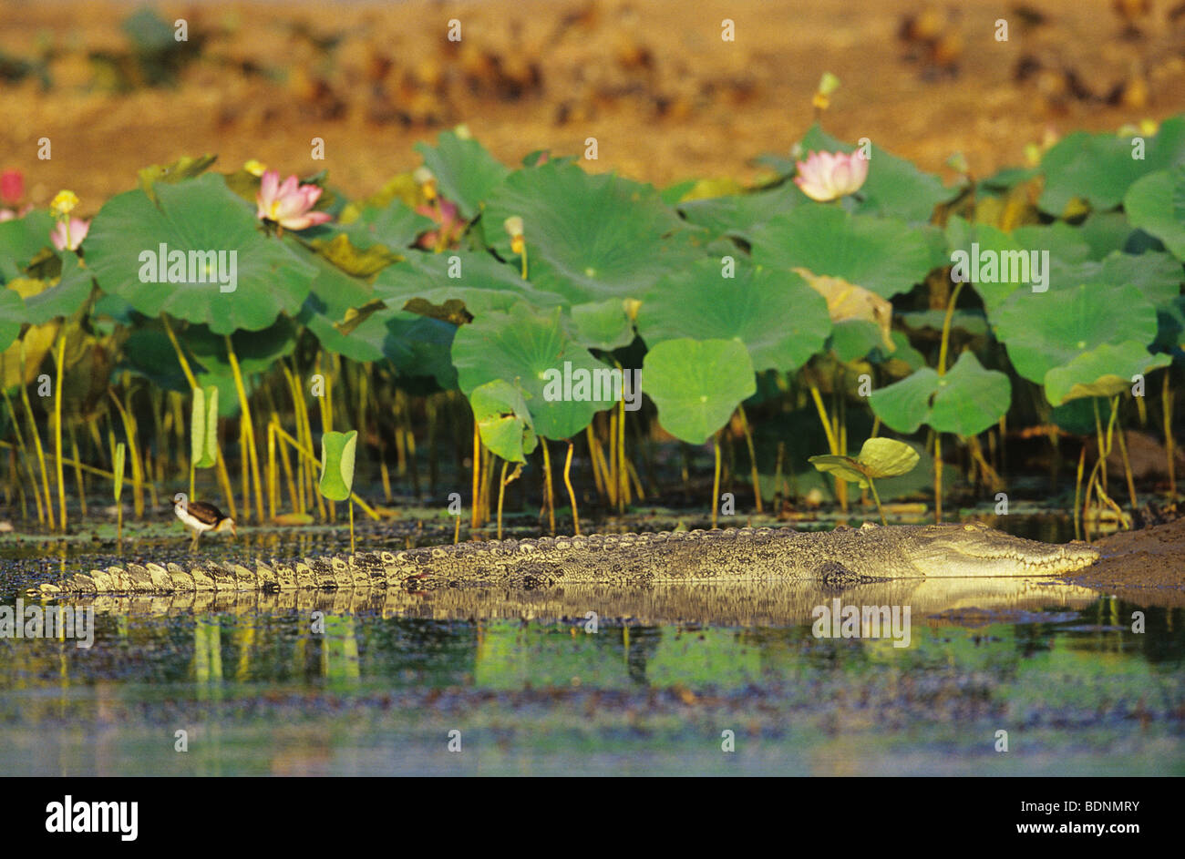 Australian Saltwater Crocodile in swamp Stock Photo - Alamy