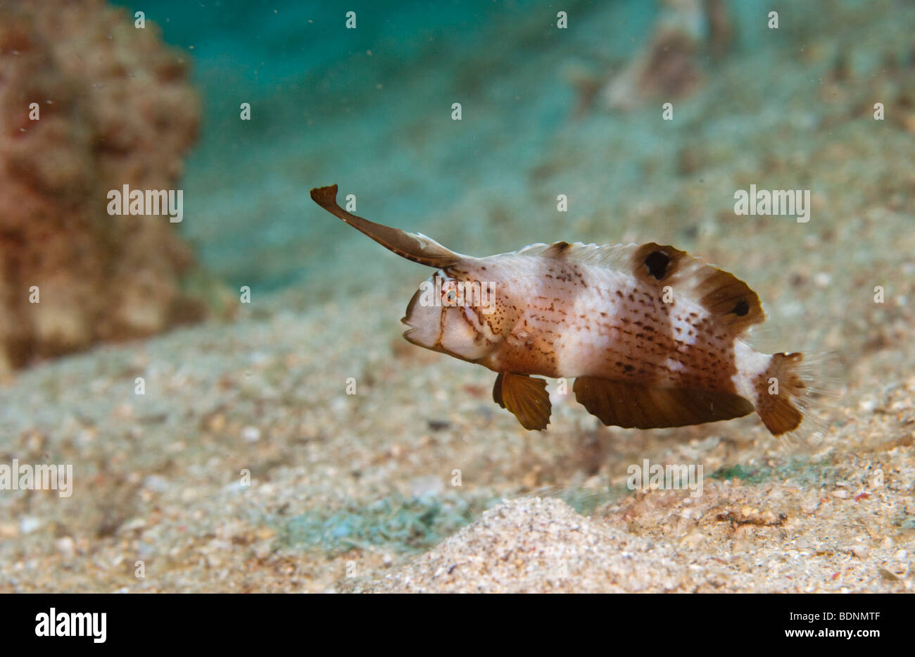 Razorfish High Resolution Stock Photography and Images - Alamy
