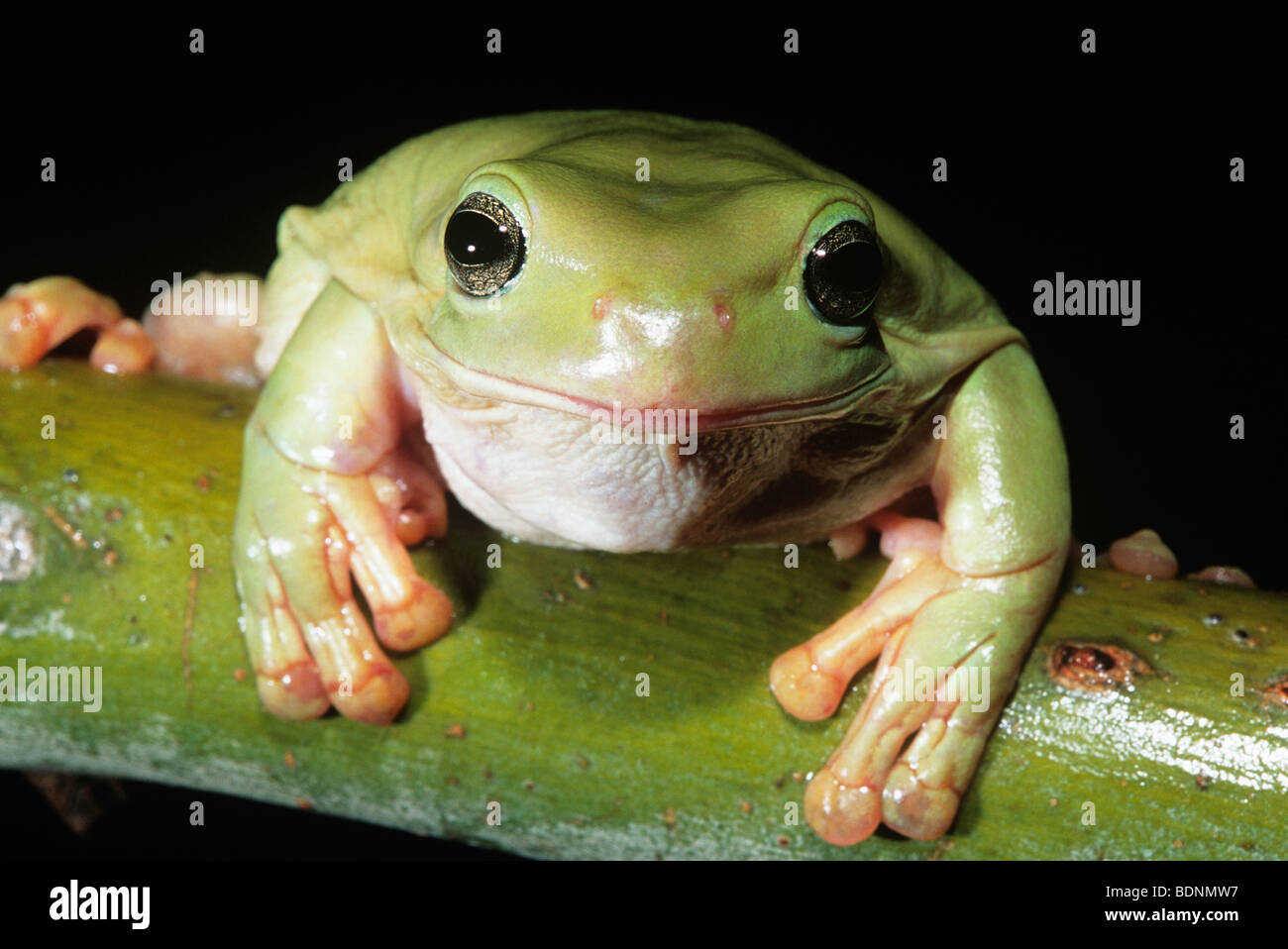 Green tree frog on branch, close-up Stock Photo - Alamy