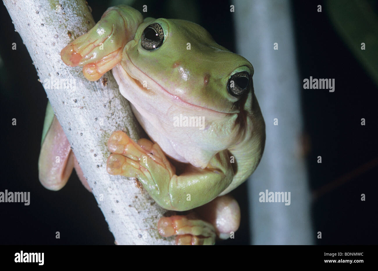 Frog sitting on branch hi-res stock photography and images - Alamy