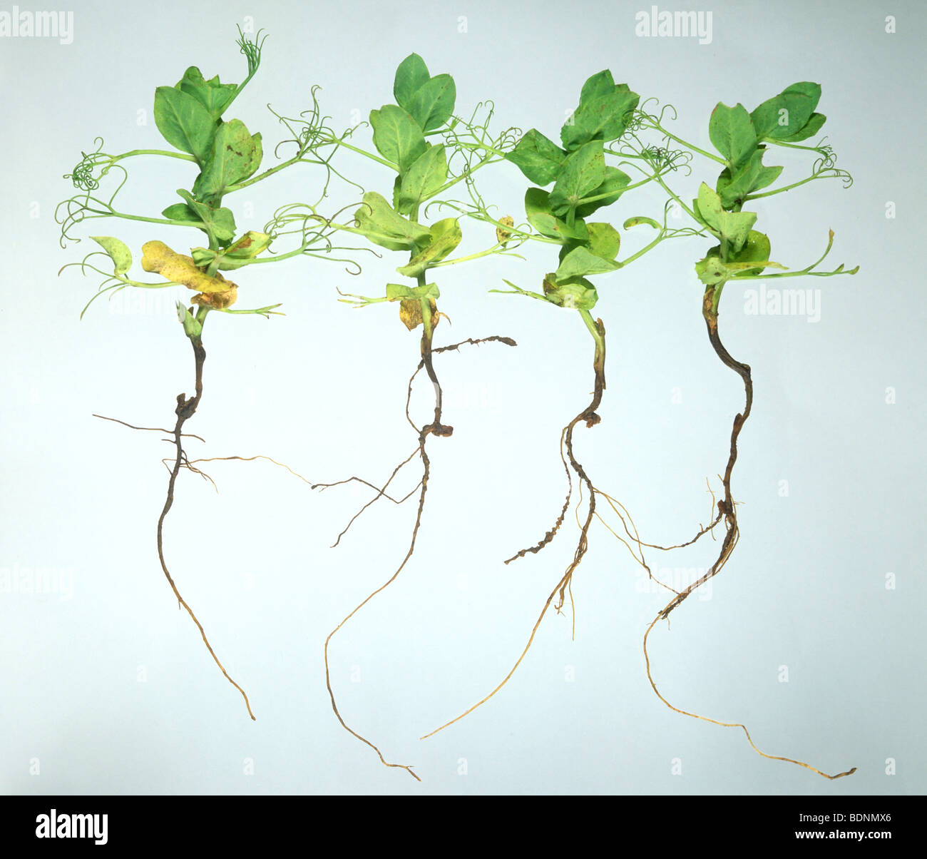 Aphanomyces euteiches hi-res stock photography and images - Alamy