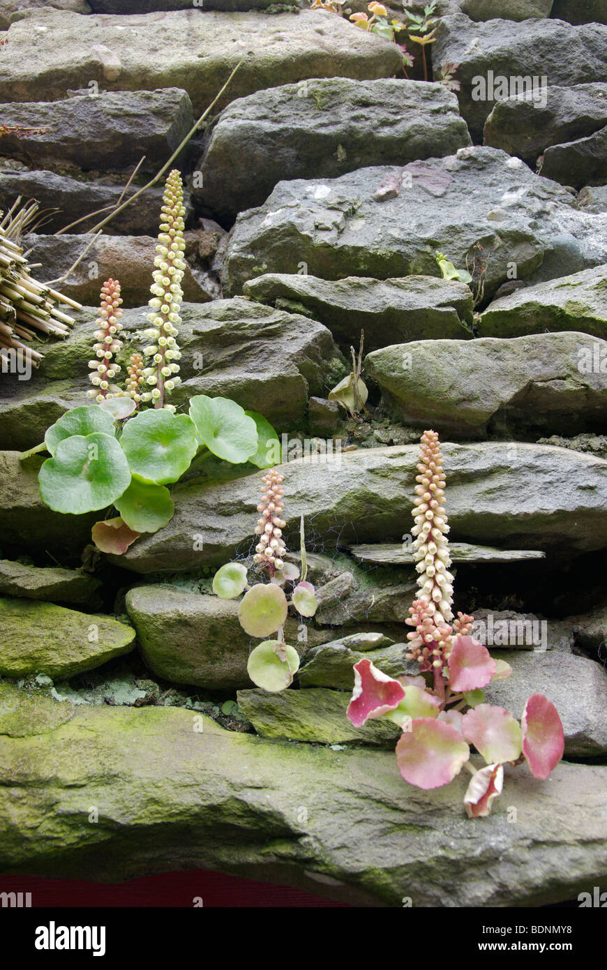 Umbilicus rupestis hi-res stock photography and images - Alamy