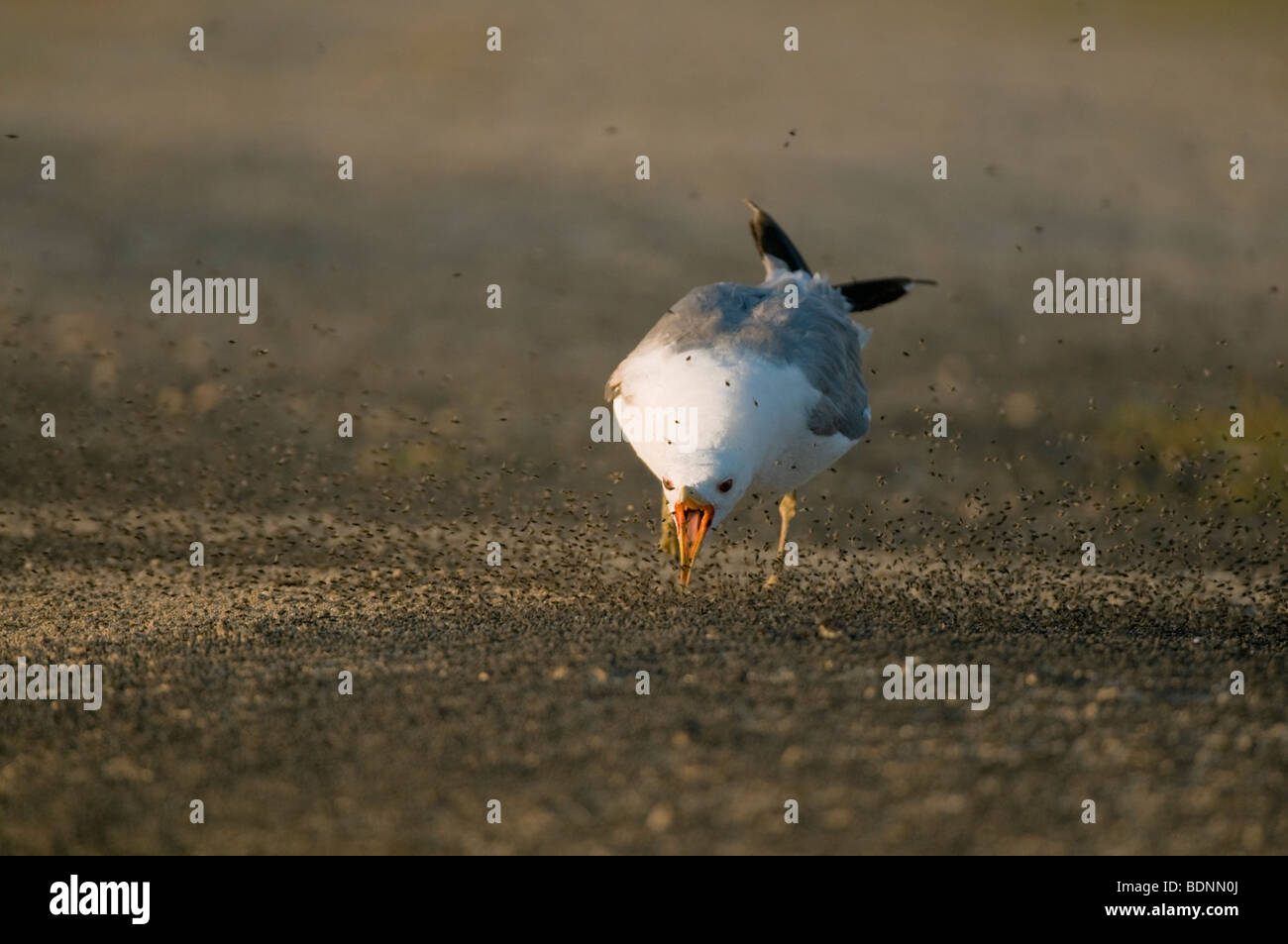 Mono lake alkali fly ephydra hians hi-res stock photography and images ...