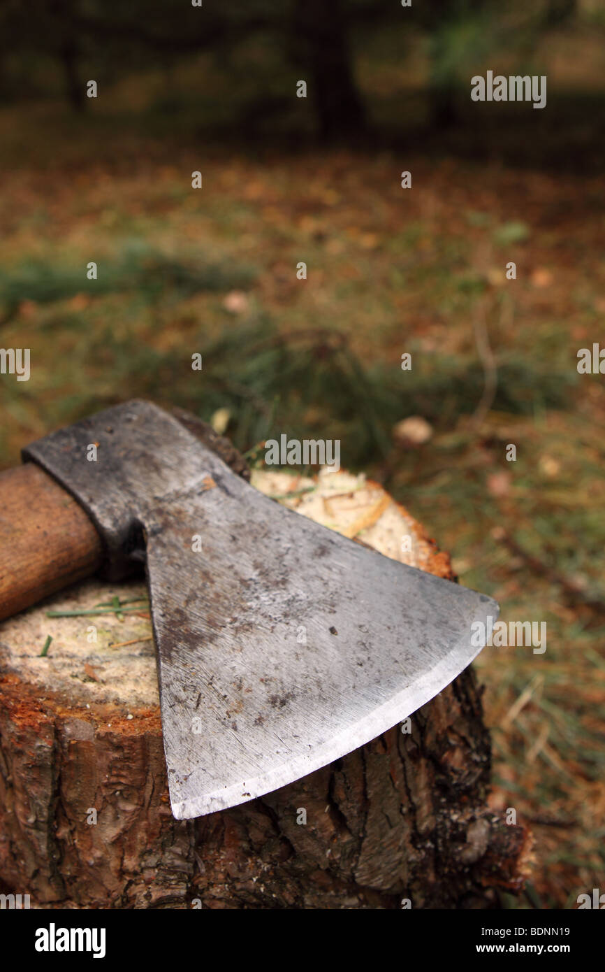 Axe blade and tree stump in wood woodland forest Stock Photo - Alamy