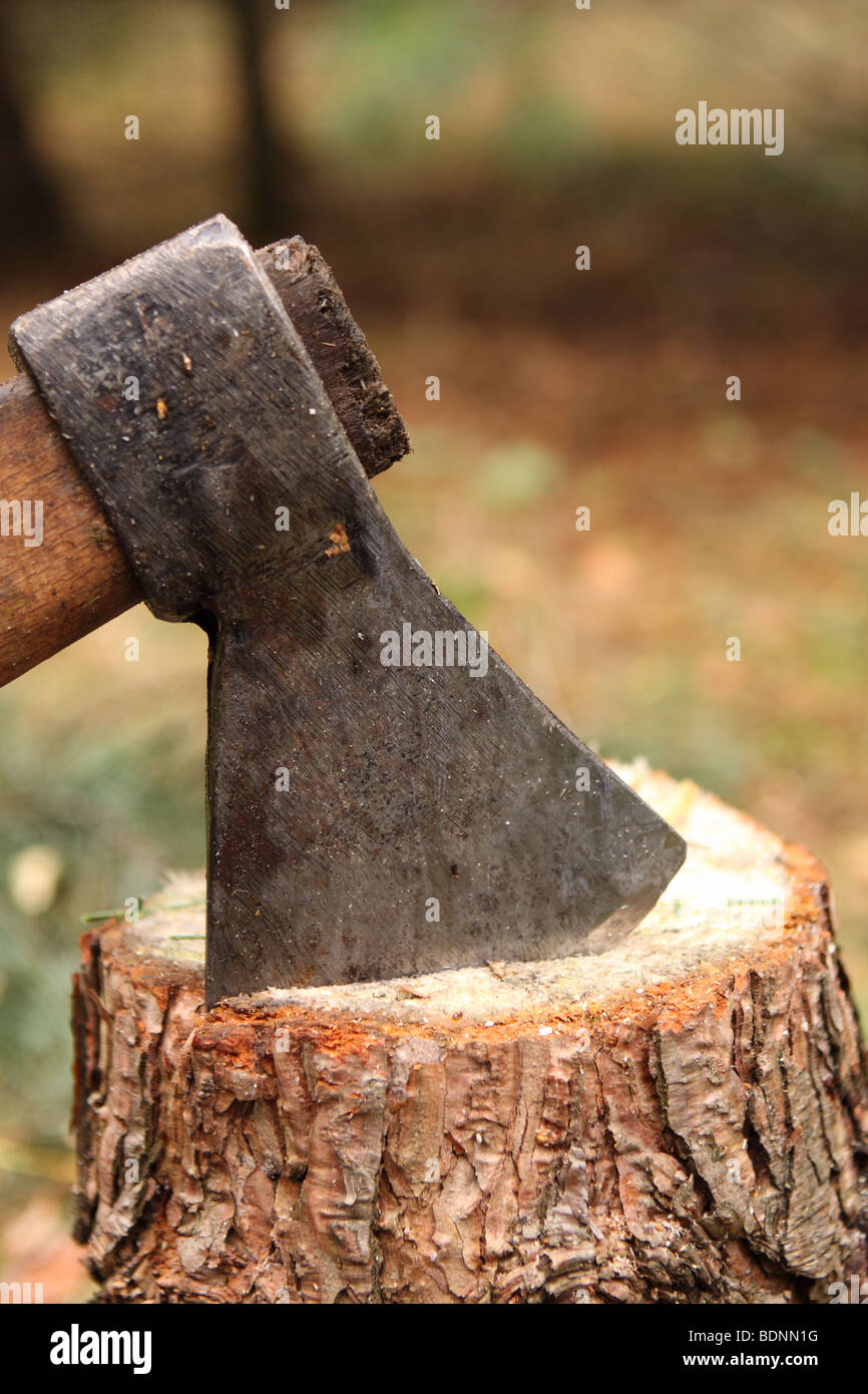 Axe blade and tree stump in wood woodland forest Stock Photo - Alamy