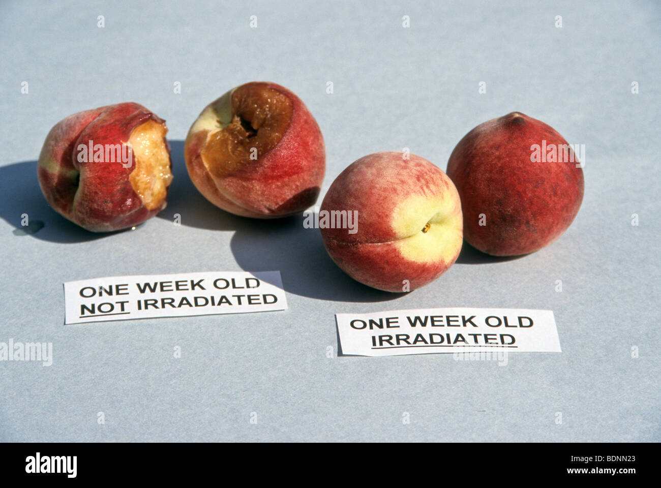 process rot mold stale stability store stable save fresh fruit ...