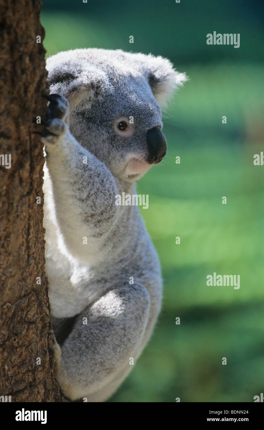 Koala climbing tree Stock Photo - Alamy