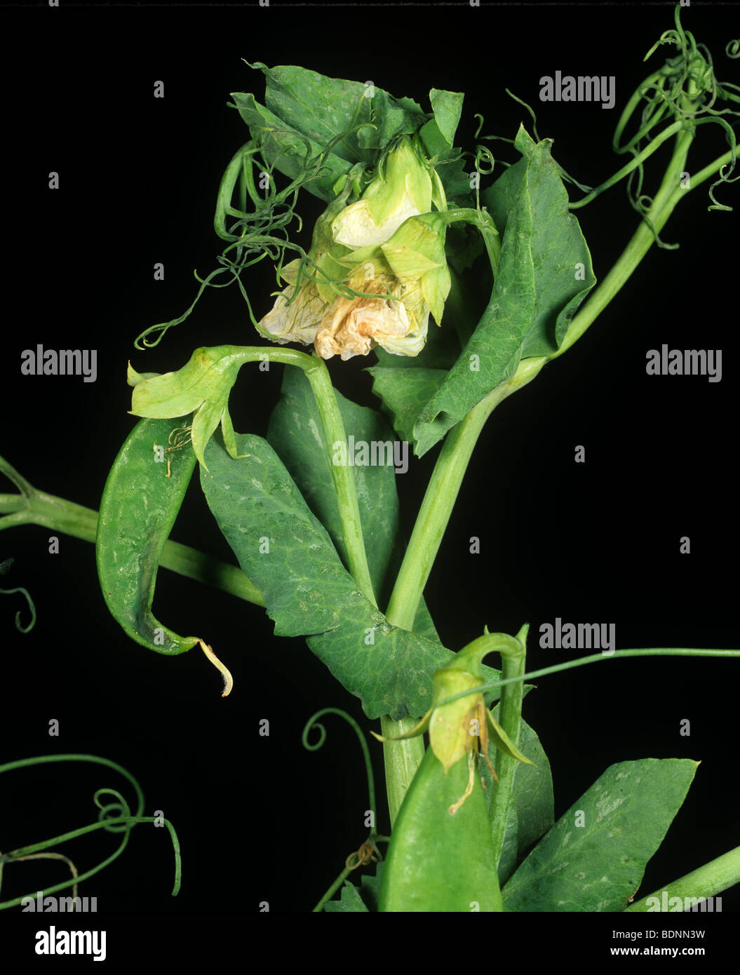 Distorted pods and leaves onm a pea plant infected with PSBMV Pea ...